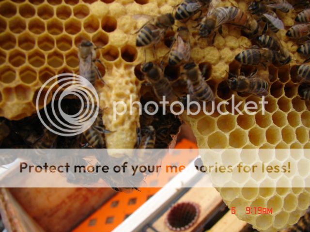 New frame holder for grafting | Beesource Beekeeping Forums